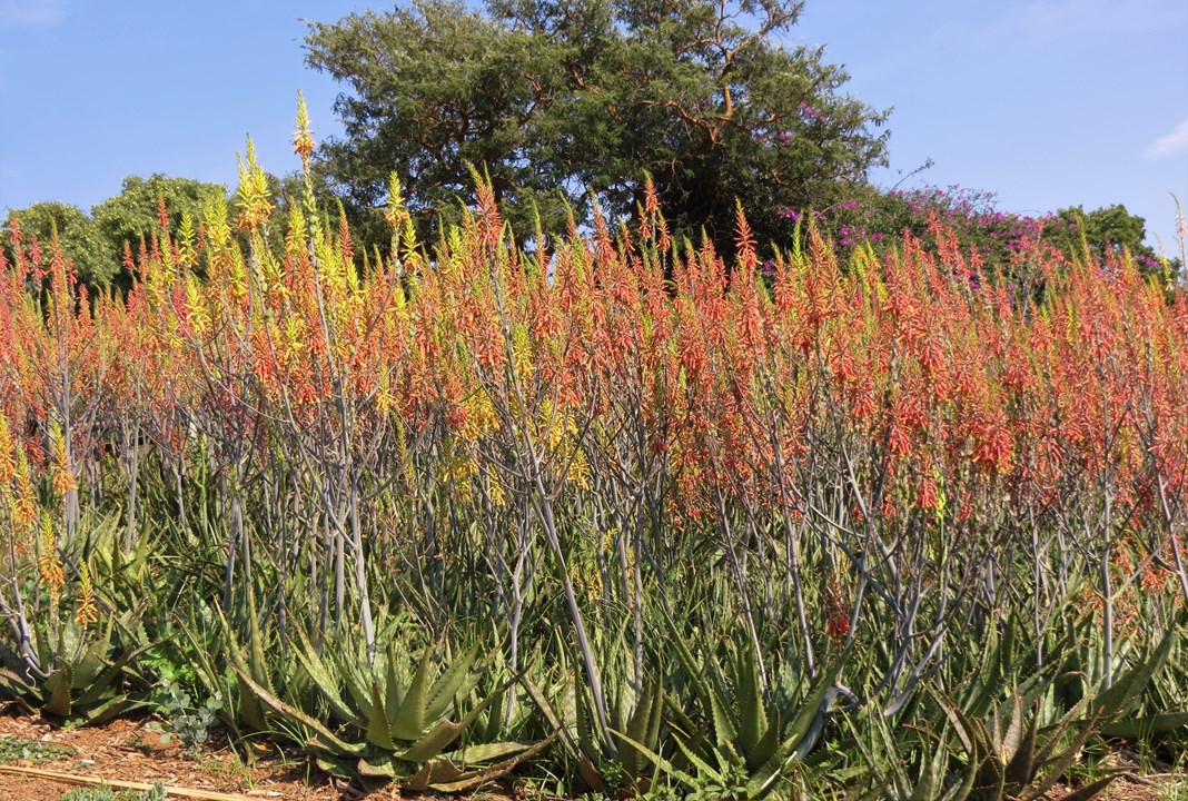 Aloe fosteri Foster’s Aloe