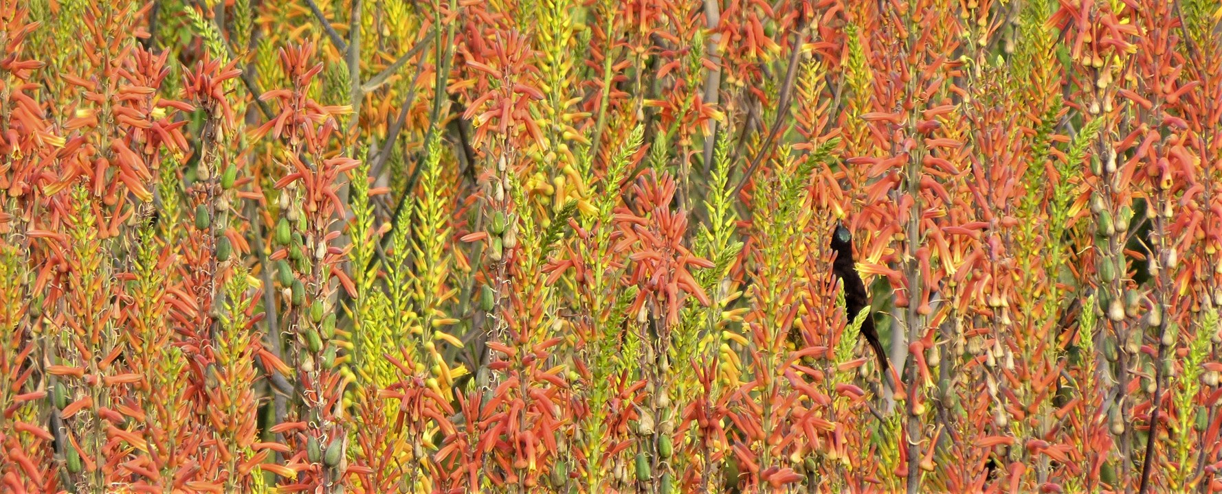 Aloe fosteri Foster’s Aloe