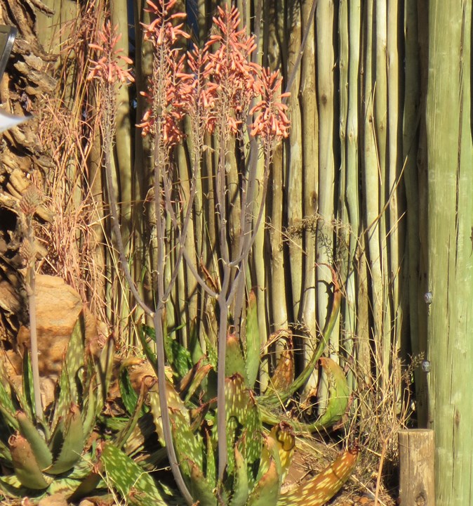 Aloe greatheadii Kleinaalwyn/grasaalwyn