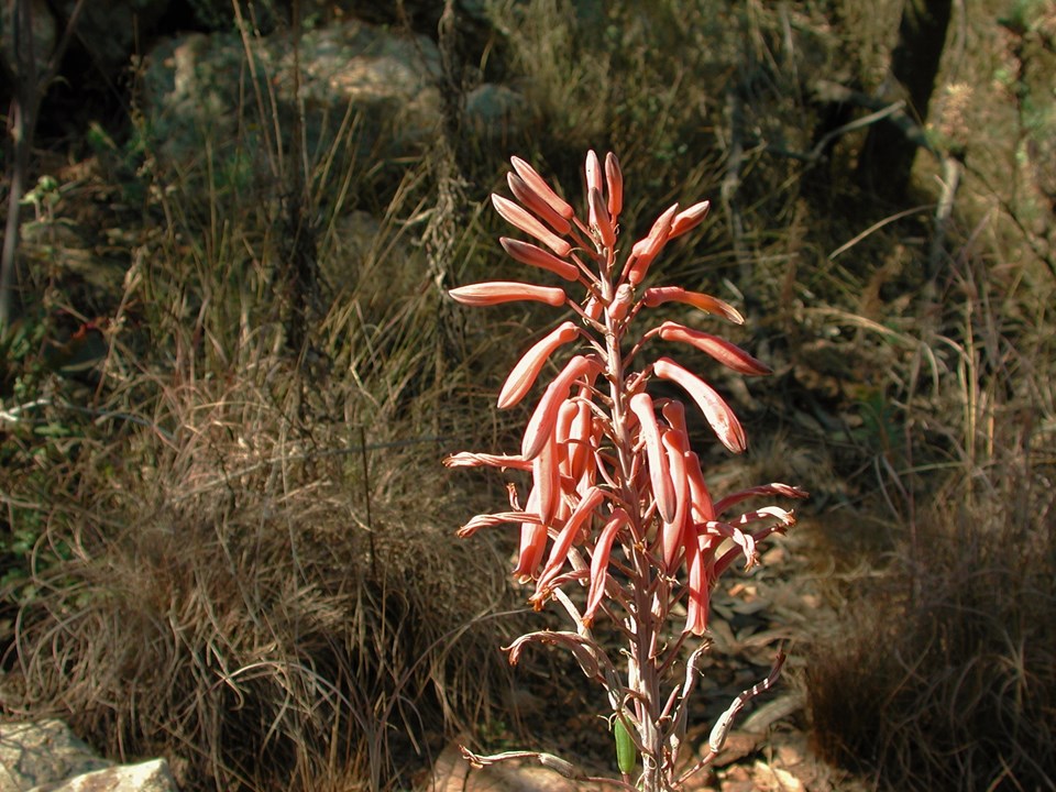 Aloe greatheadii Kleinaalwyn/grasaalwyn