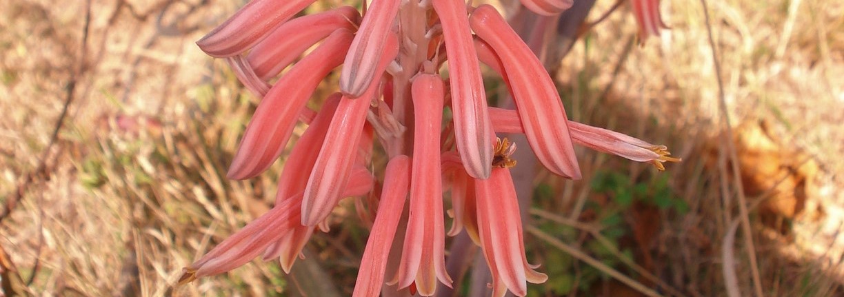 Aloe greatheadii Kleinaalwyn/grasaalwyn