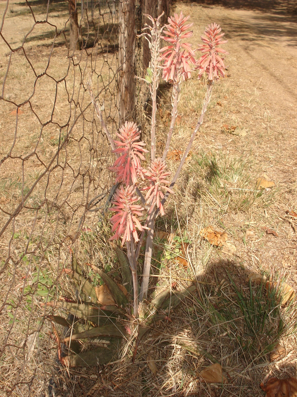 Aloe greatheadii Kleinaalwyn/grasaalwyn