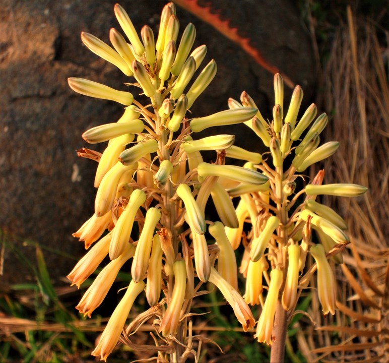 Aloe greatheadii Kleinaalwyn/grasaalwyn