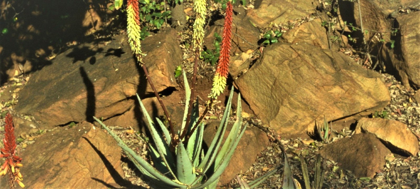 Aloe petricola Rotsaalwyn Rock aloe
