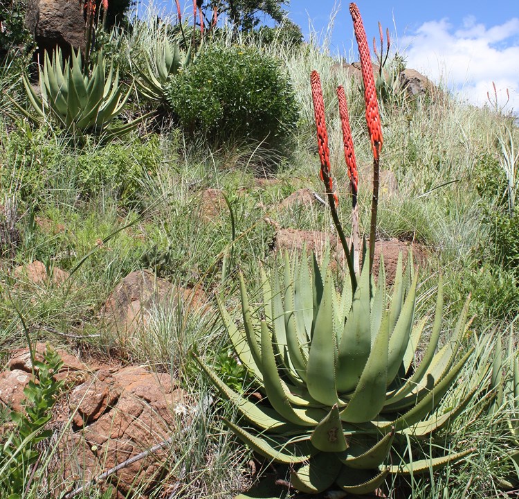 Aloe reitzii reitz' aloe