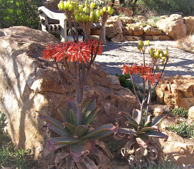 Aloe striata Blouaalwayn Coral Aloe