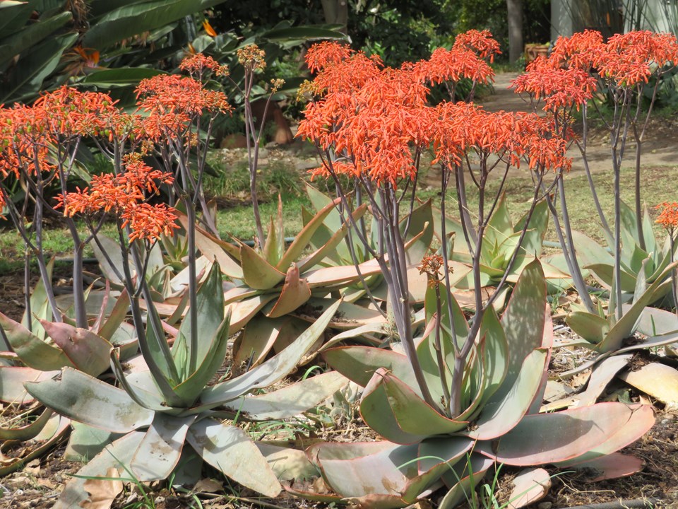 Aloe striata Blouaalwayn Coral Aloe