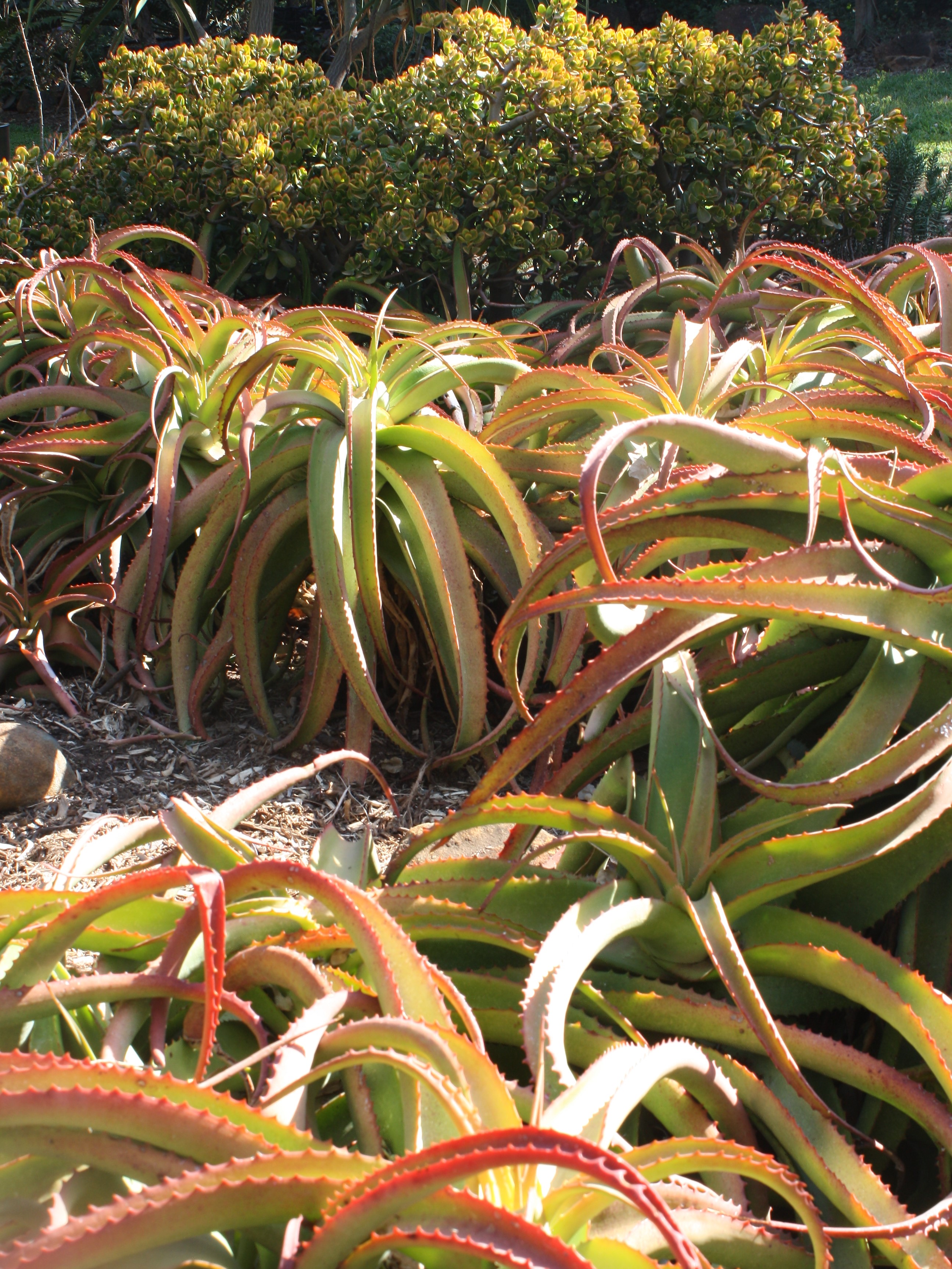 Aloe vanbalenii Van-balen-se-aalwyn van Balen's Aloe, crawling octopus ...