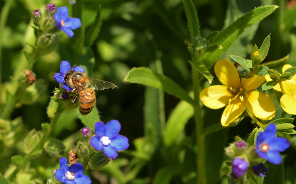 Anchusa capensis Vergeetmynietjie Cape Forget-me-not