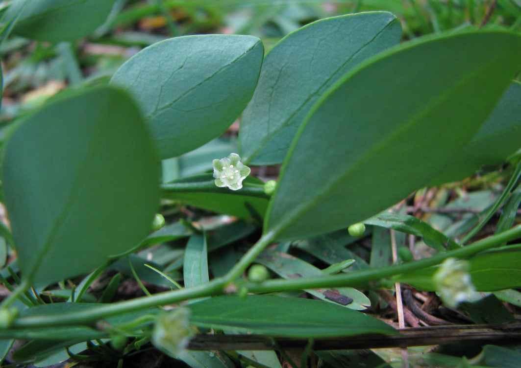 Andrachne ovalis Valsbliksembos False Lightening Bush umbheza umgqata