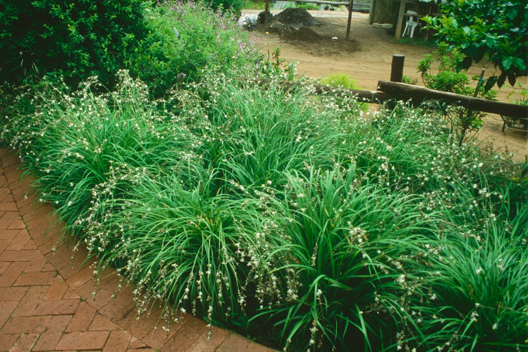 Anthericum saundersiae Weeping Anthericum