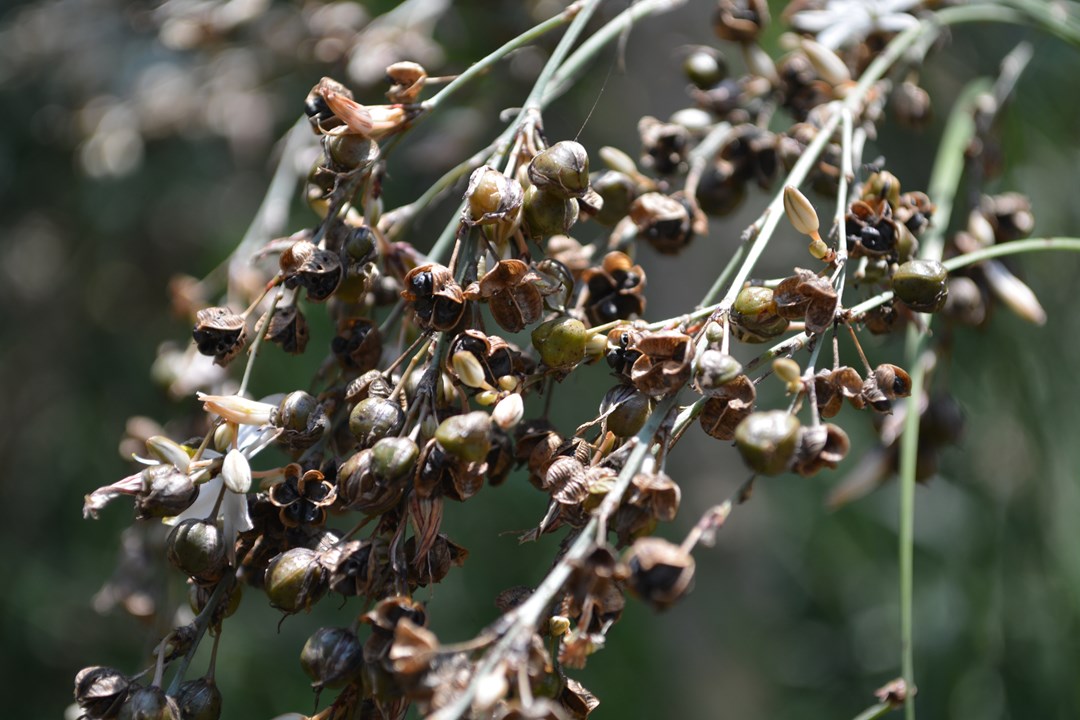 Anthericum saundersiae Weeping Anthericum