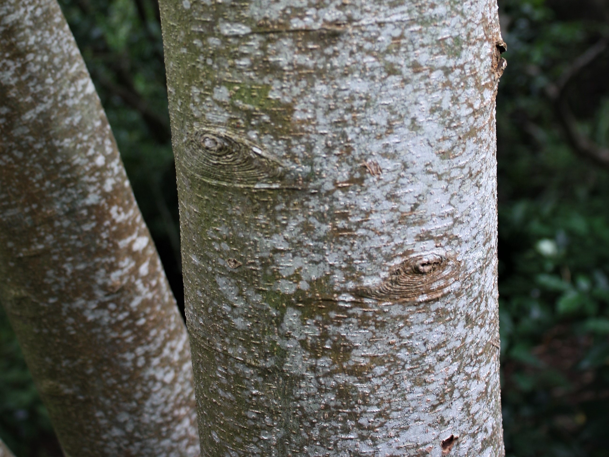 Apodytes dimidiata Witpeer White Pear Tshiphopho-madi Umdakane