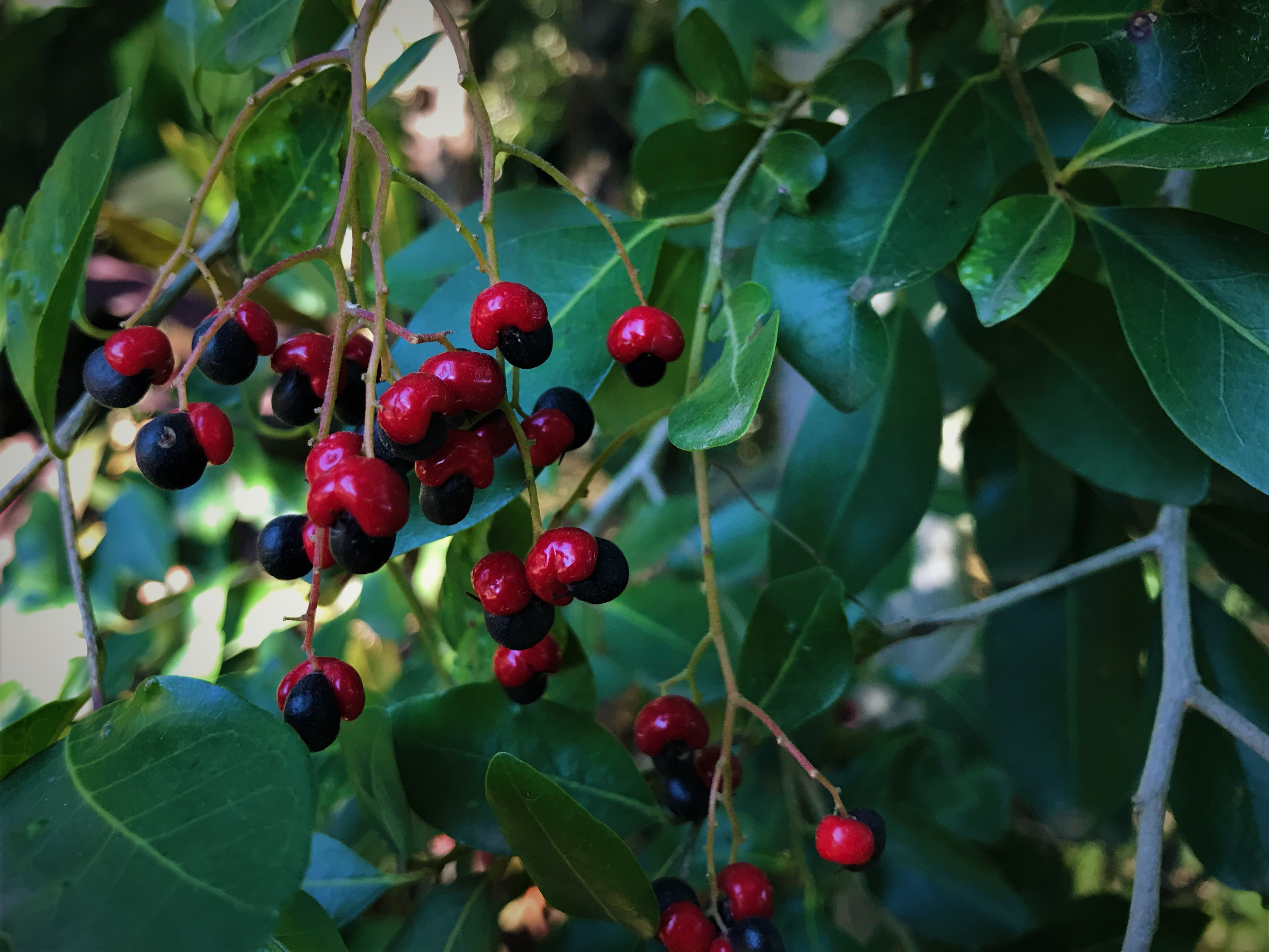 Apodytes dimidiata Witpeer White Pear Tshiphopho-madi Umdakane
