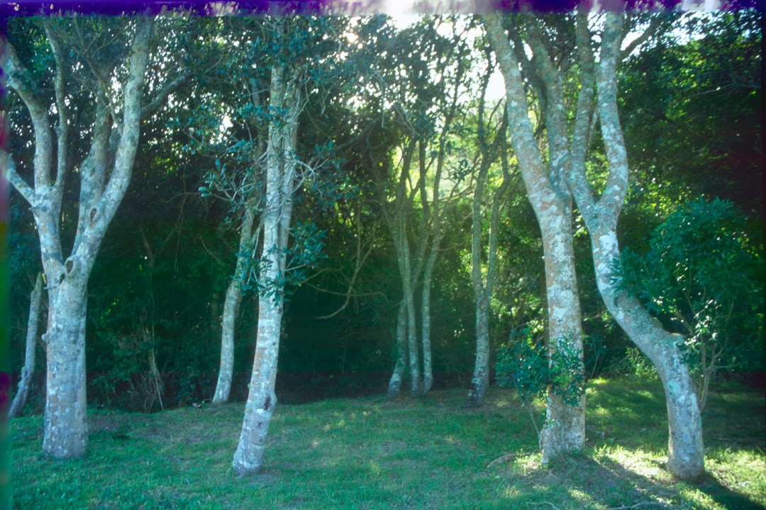 Apodytes dimidiata Witpeer White Pear Tshiphopho-madi Umdakane