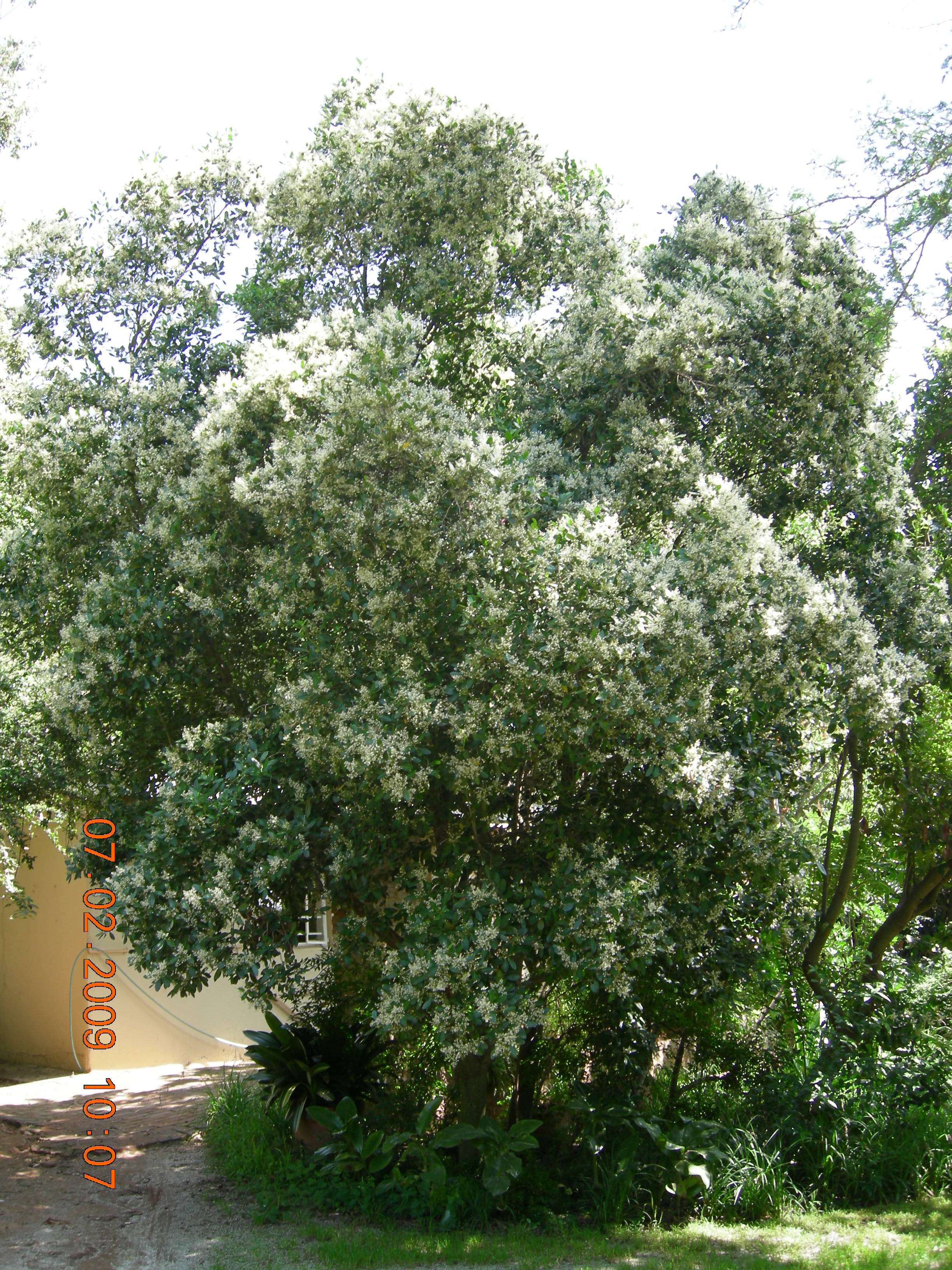 Apodytes dimidiata Witpeer White Pear Tshiphopho-madi Umdakane