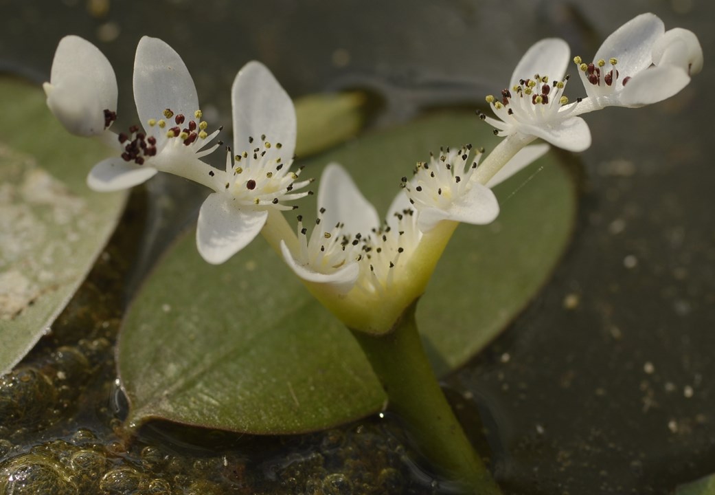 Aponogeton distachyos Waterblommetjie; Wateruintjies Cape Pondweed