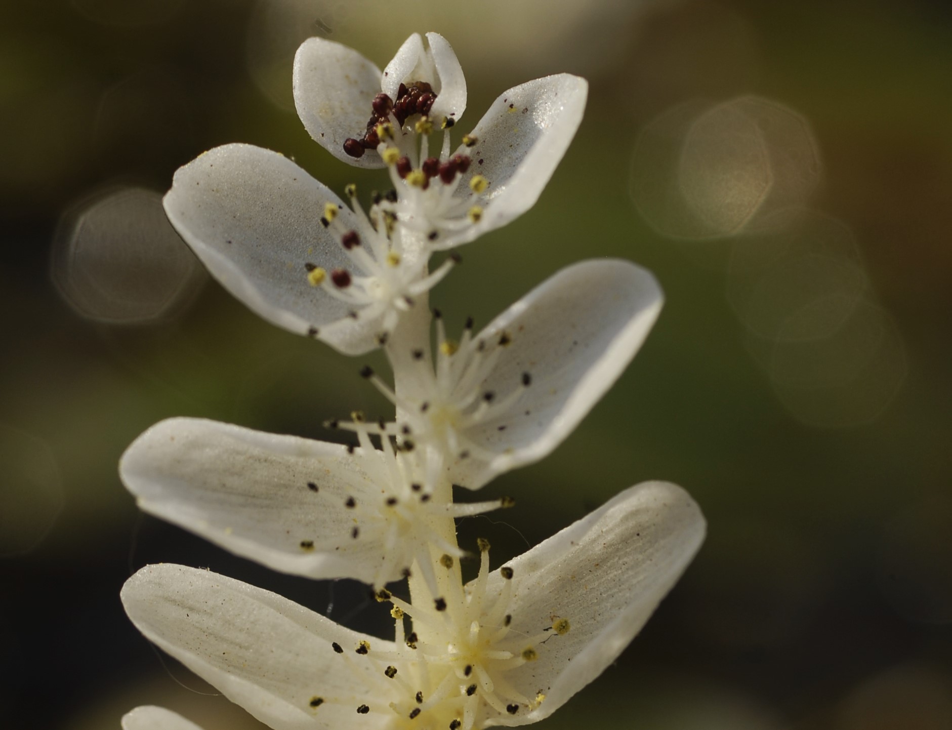 Aponogeton distachyos Waterblommetjie; Wateruintjies Cape Pondweed