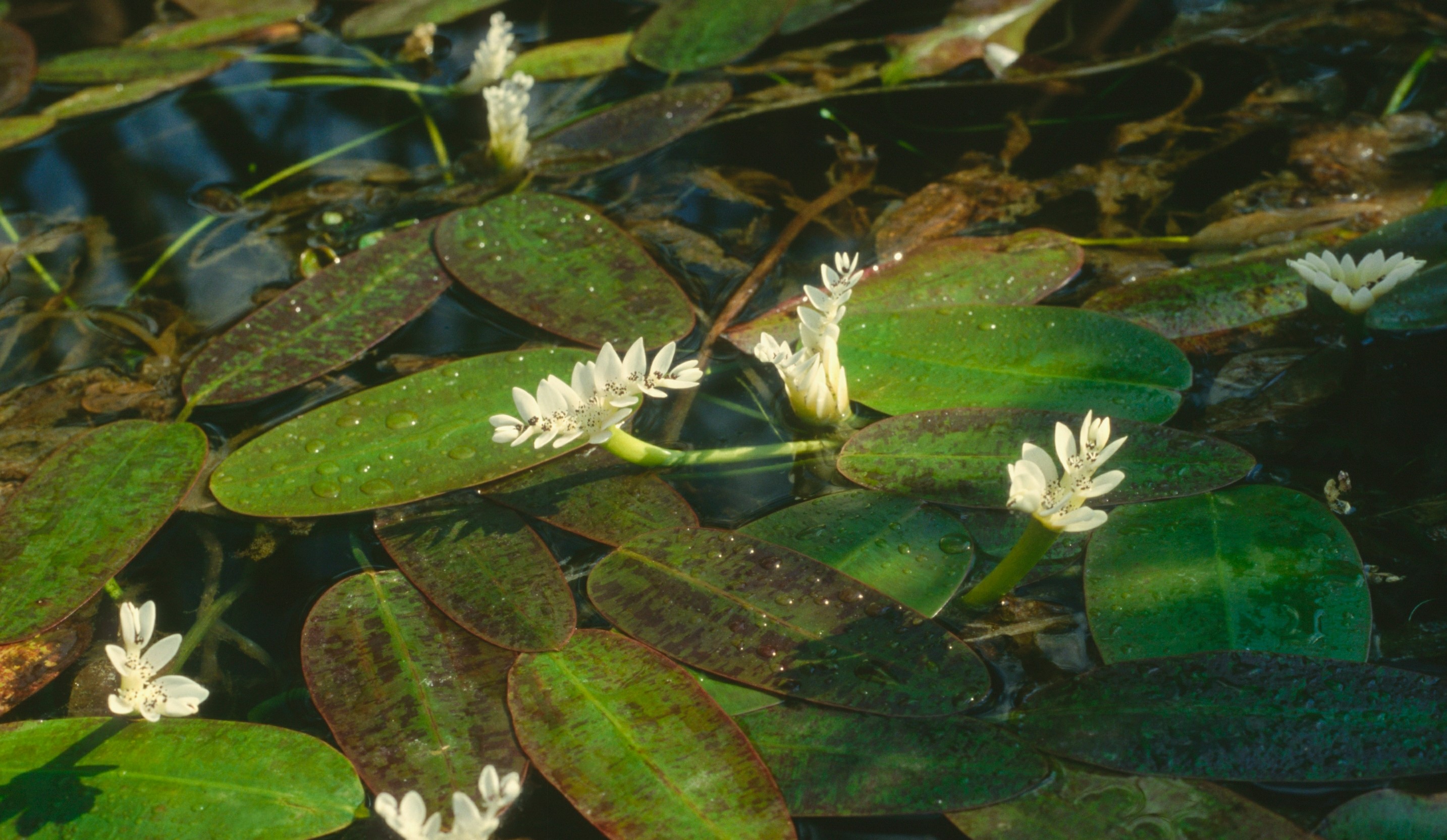 Aponogeton distachyos Waterblommetjie; Wateruintjies Cape Pondweed