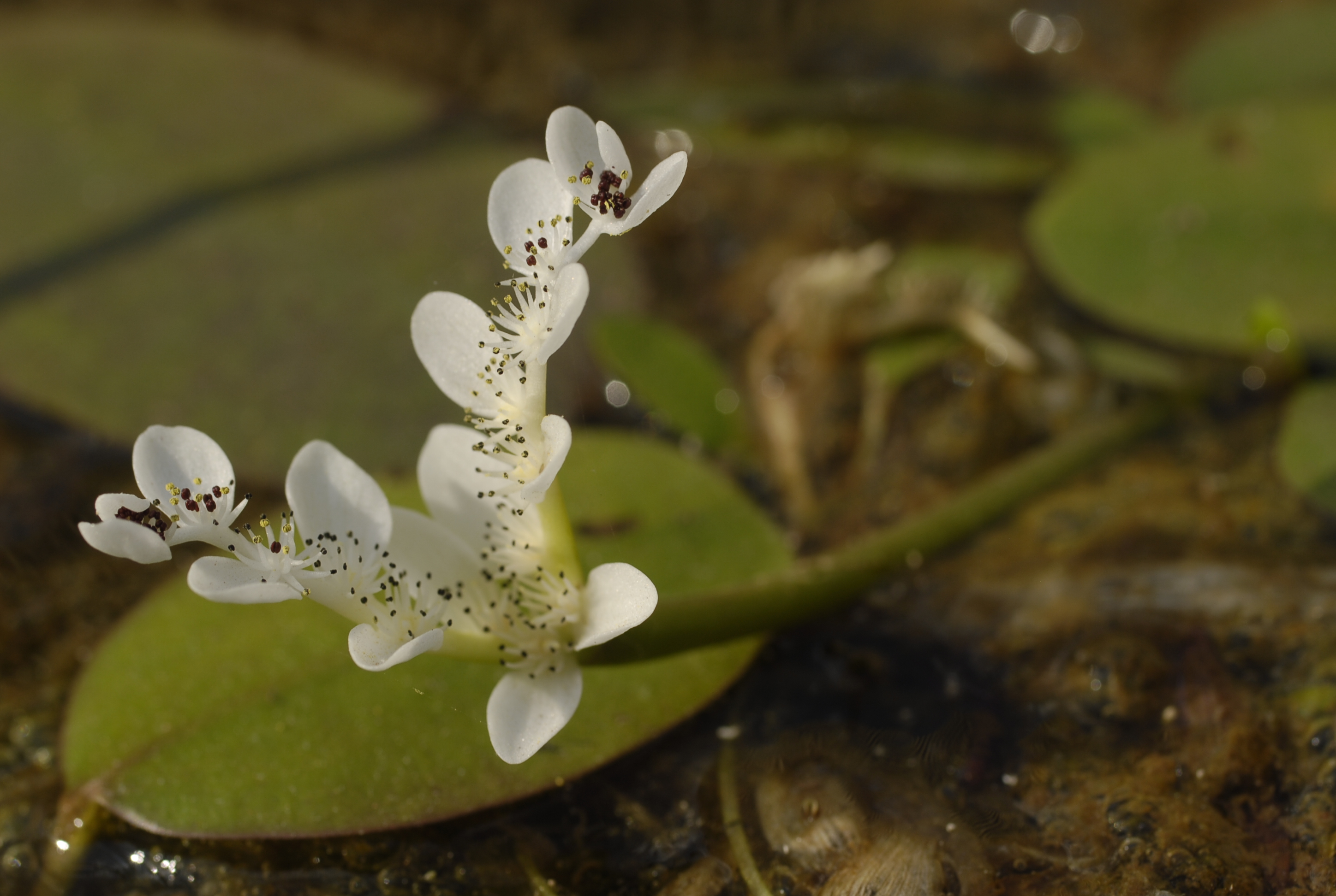 Aponogeton distachyos Waterblommetjie; Wateruintjies Cape Pondweed