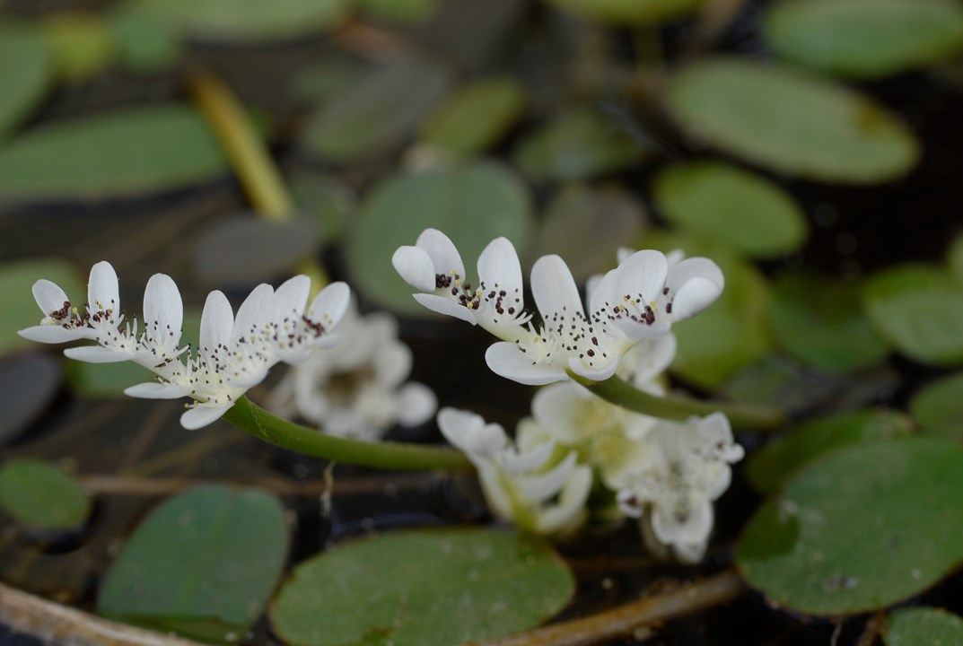 Aponogeton distachyos Waterblommetjie; Wateruintjies Cape Pondweed