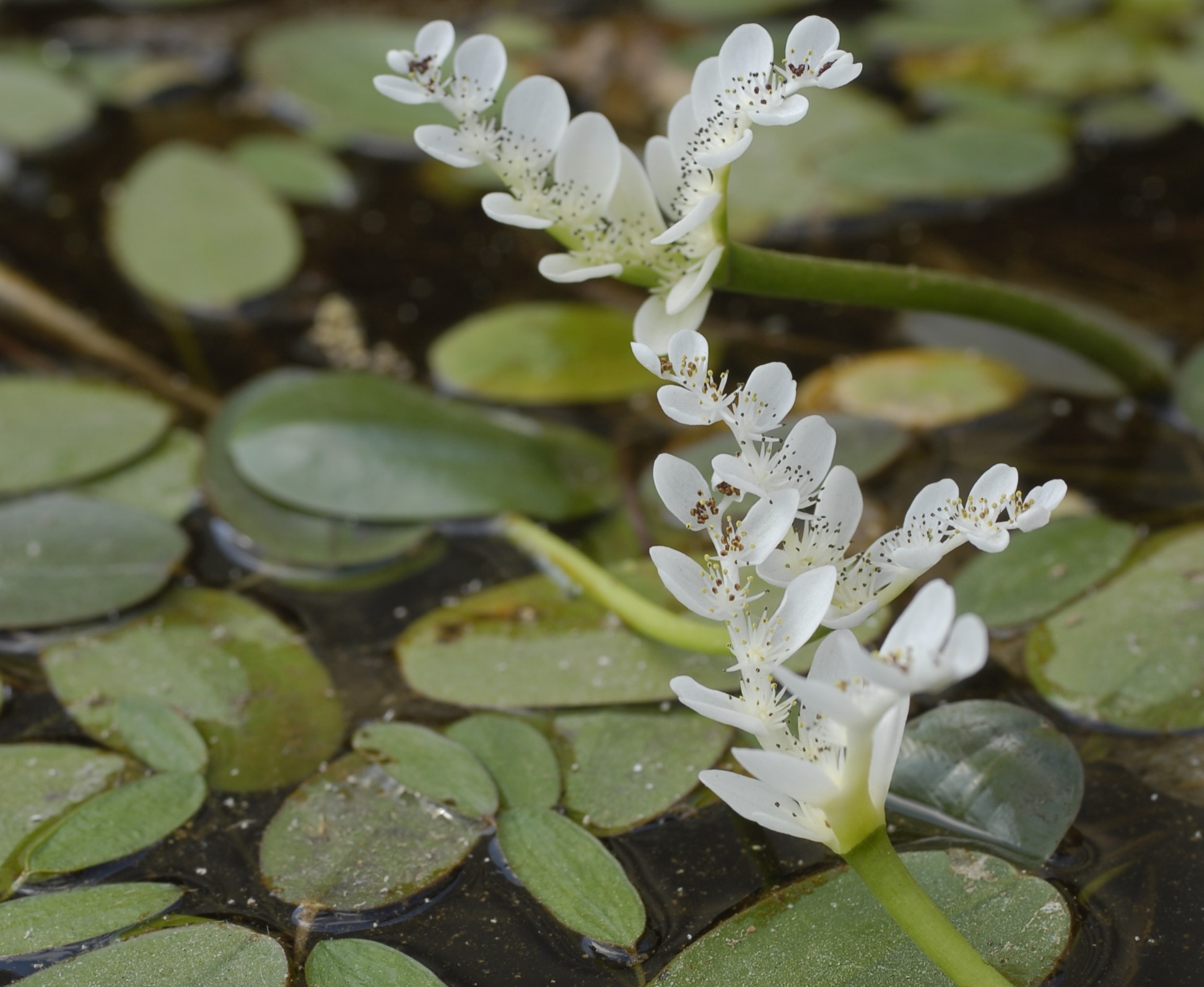 Aponogeton distachyos Waterblommetjie; Wateruintjies Cape Pondweed