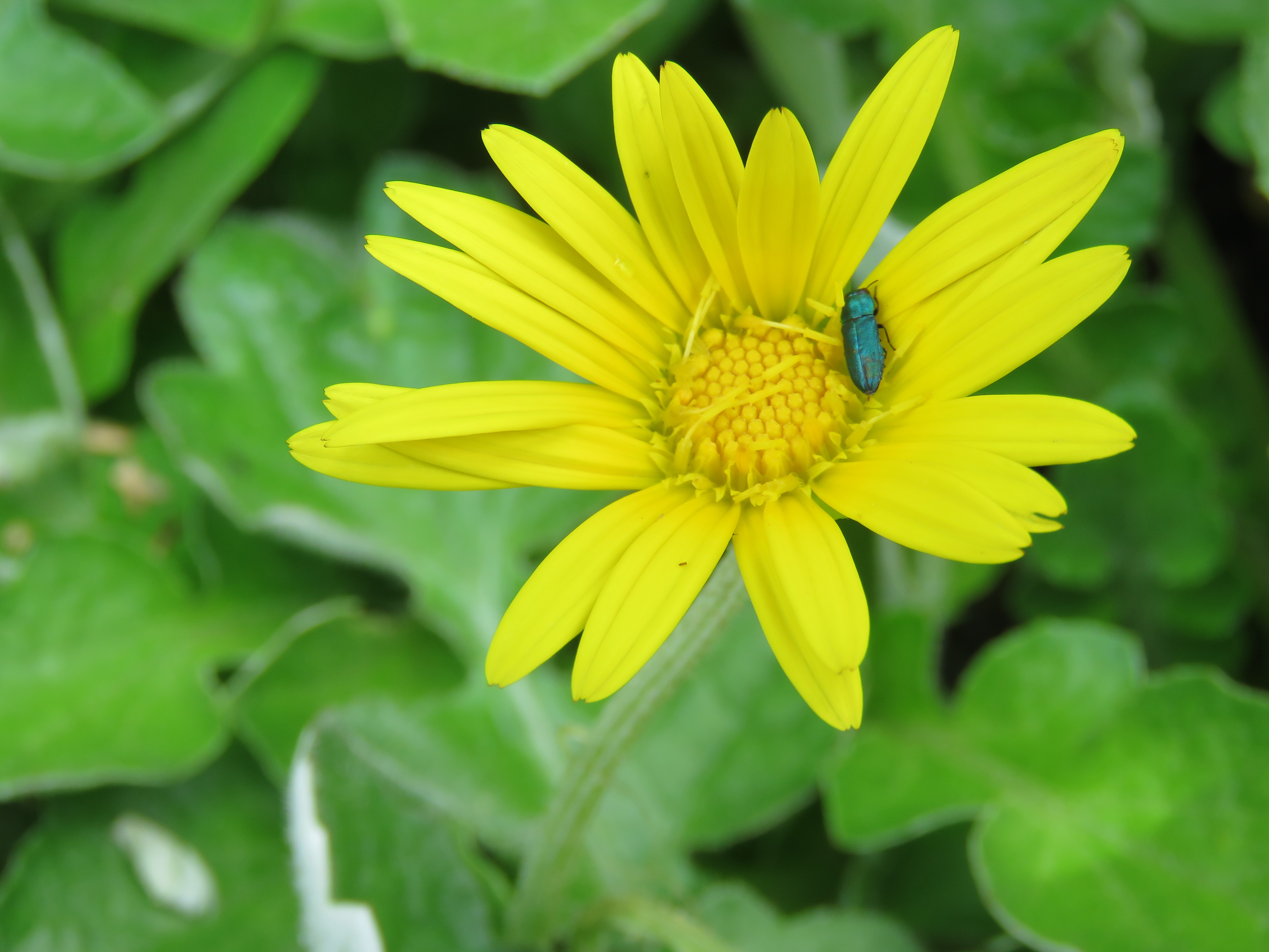 Arctotheca calendula Cape Dandelion, Cape marigold, Cape weed Kaapse ...