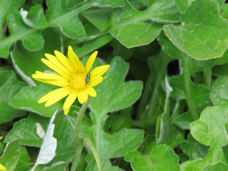 Arctotheca calendula Cape Dandelion, Cape marigold, Cape weed Kaapse ...