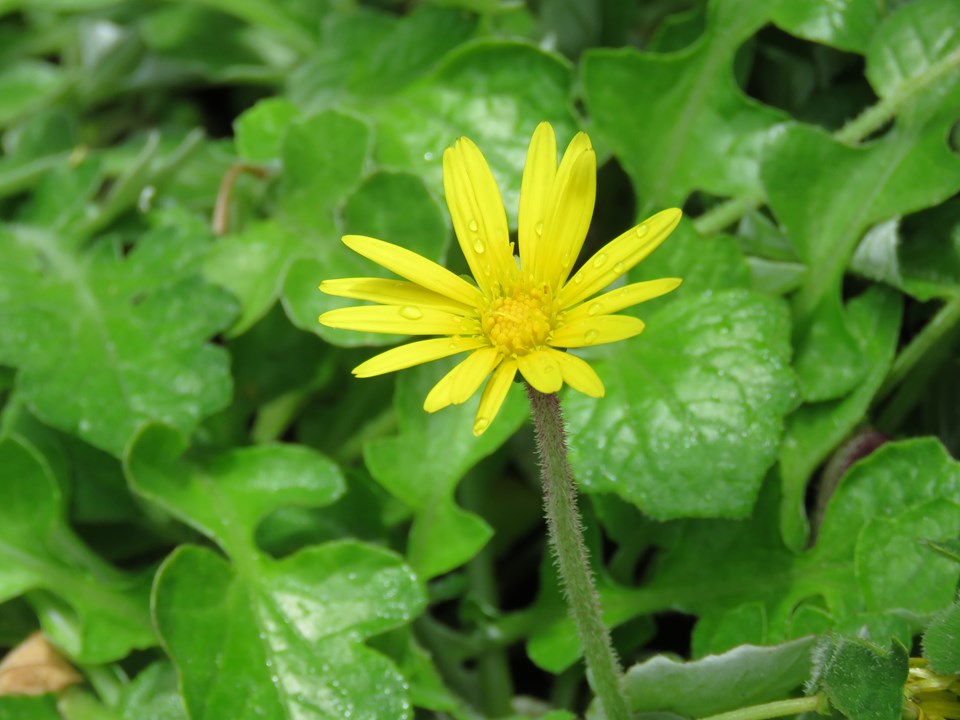 Arctotheca calendula Cape Dandelion, Cape marigold, Cape weed Kaapse ...