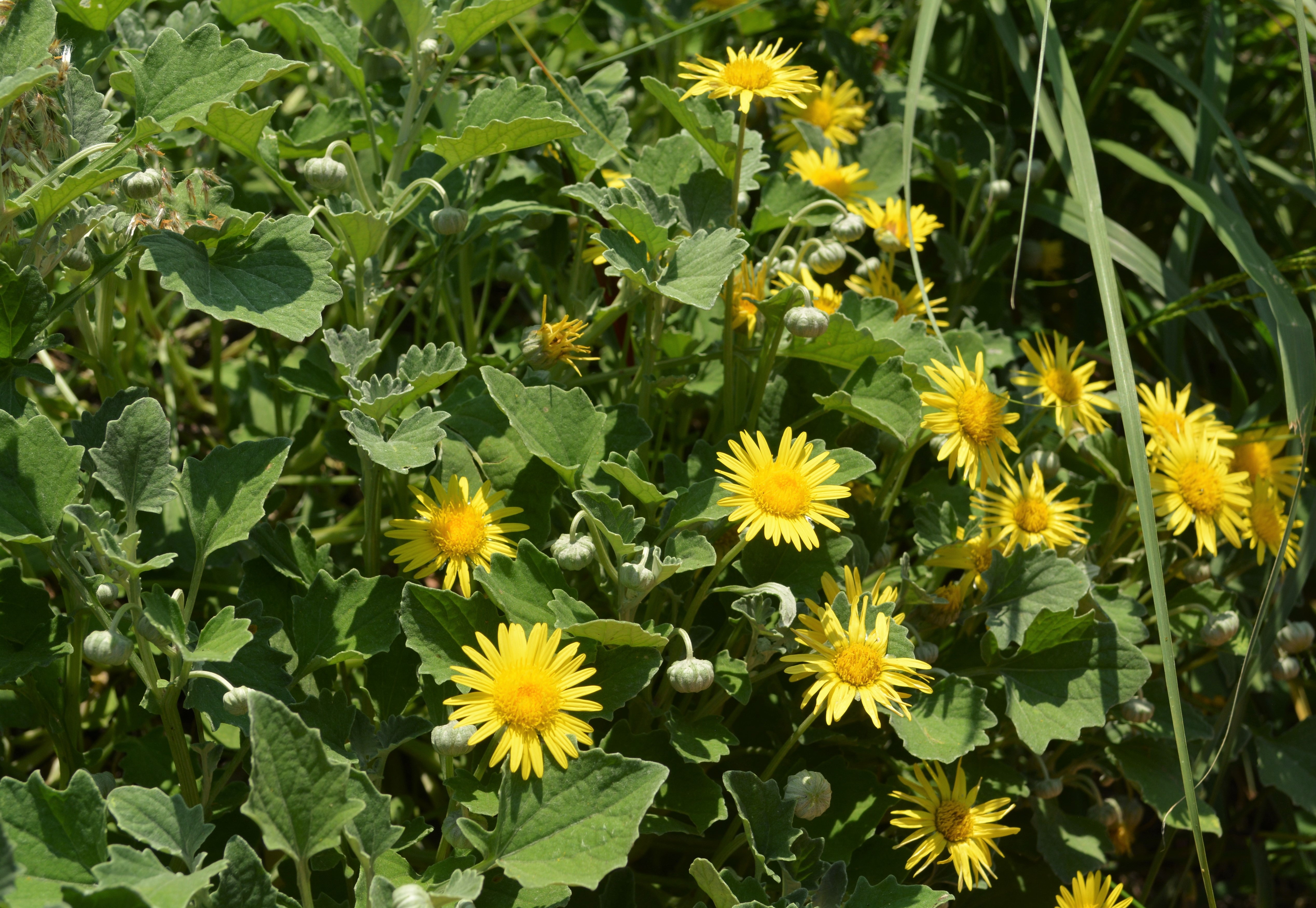 Arctotis arctoides Putswa-pududu Ubushwa