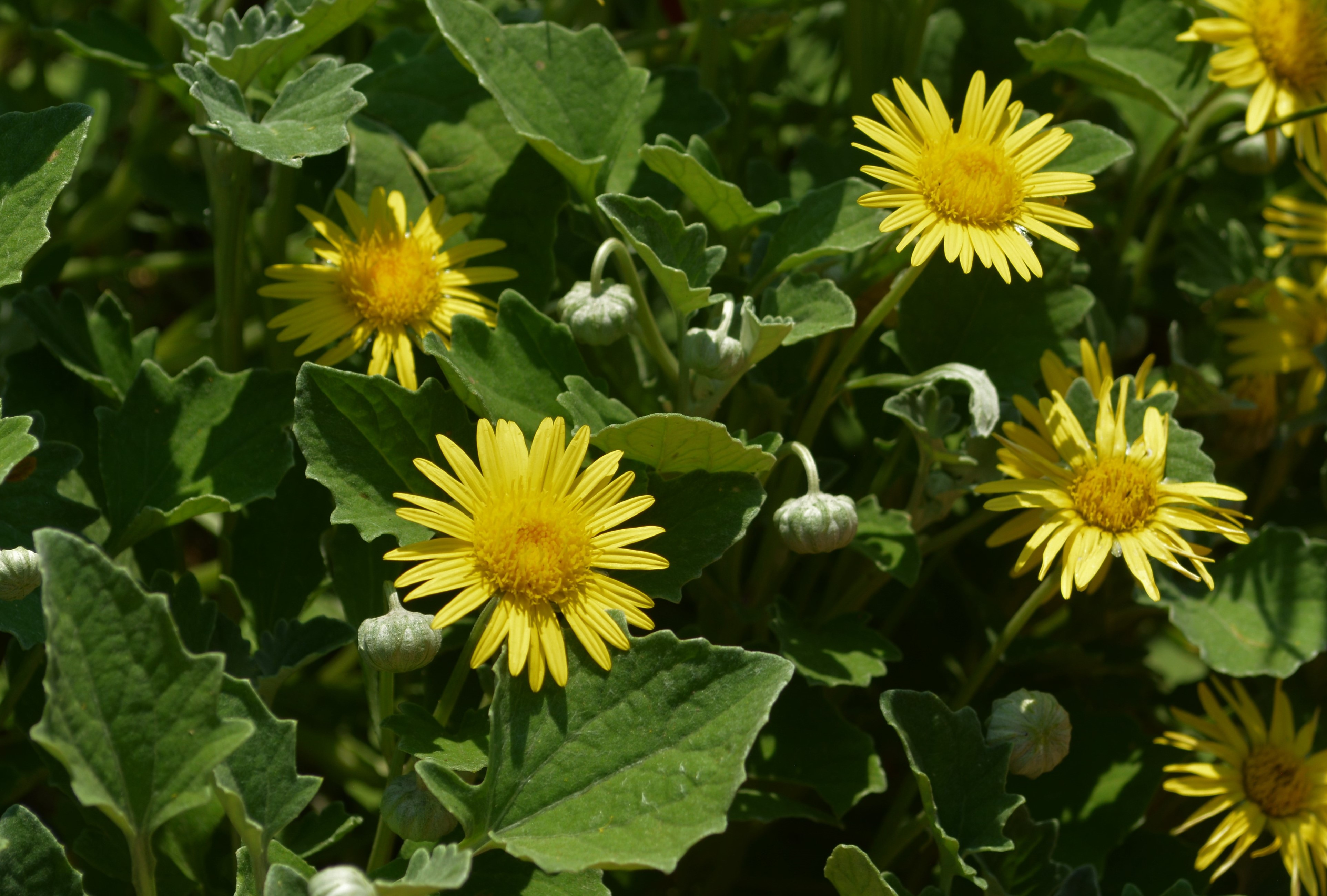Arctotis arctoides Putswa-pududu Ubushwa