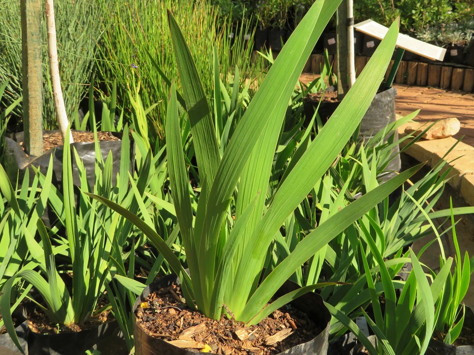 Aristea ecklonii Blue Stars Blousterre umhushuza