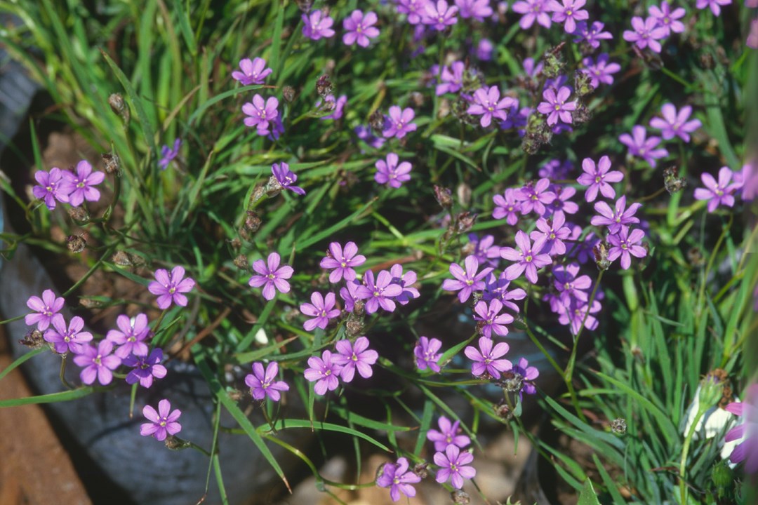 Aristea ecklonii Blue Stars Blousterre umhushuza