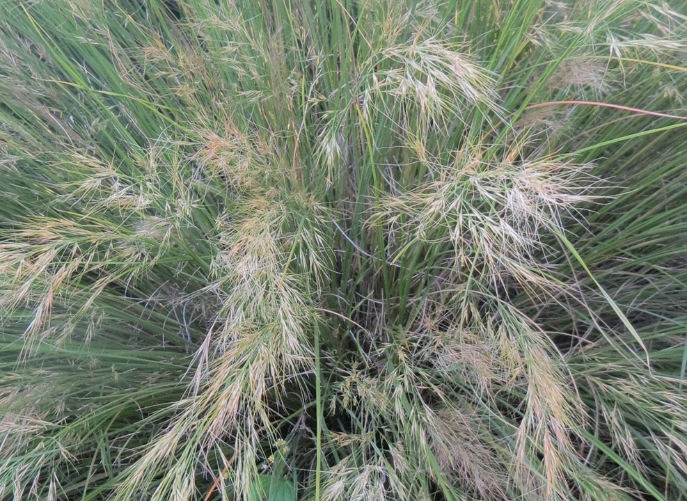 Aristida junciformis nGongoni grass