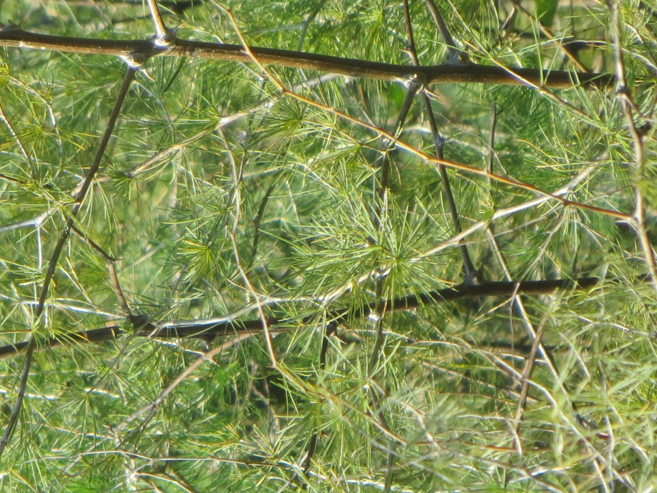 Asparagus laricinus Bushveld Asparagus Katdoring imvane
