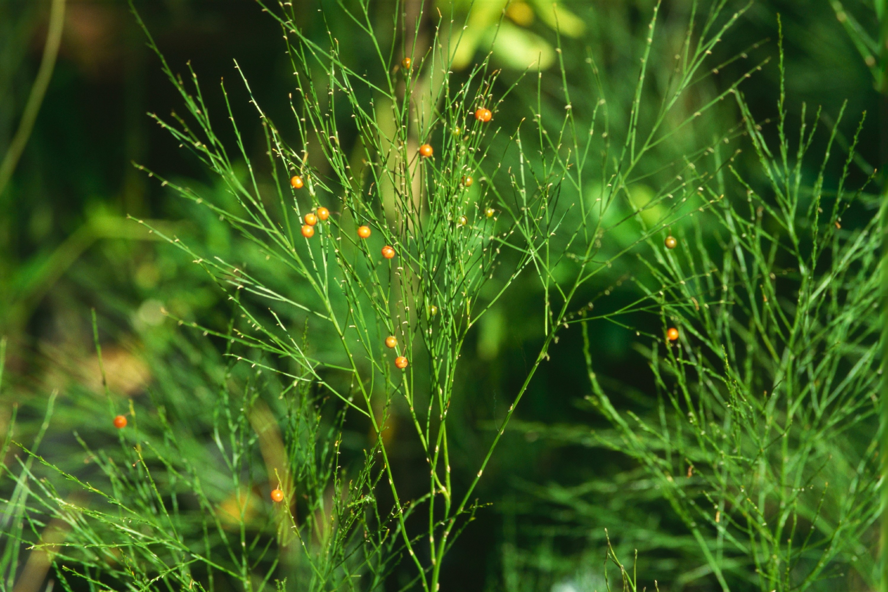 Asparagus virgatus Broom Asparagus, slender asparagus, ‘Tiki’ fern ...