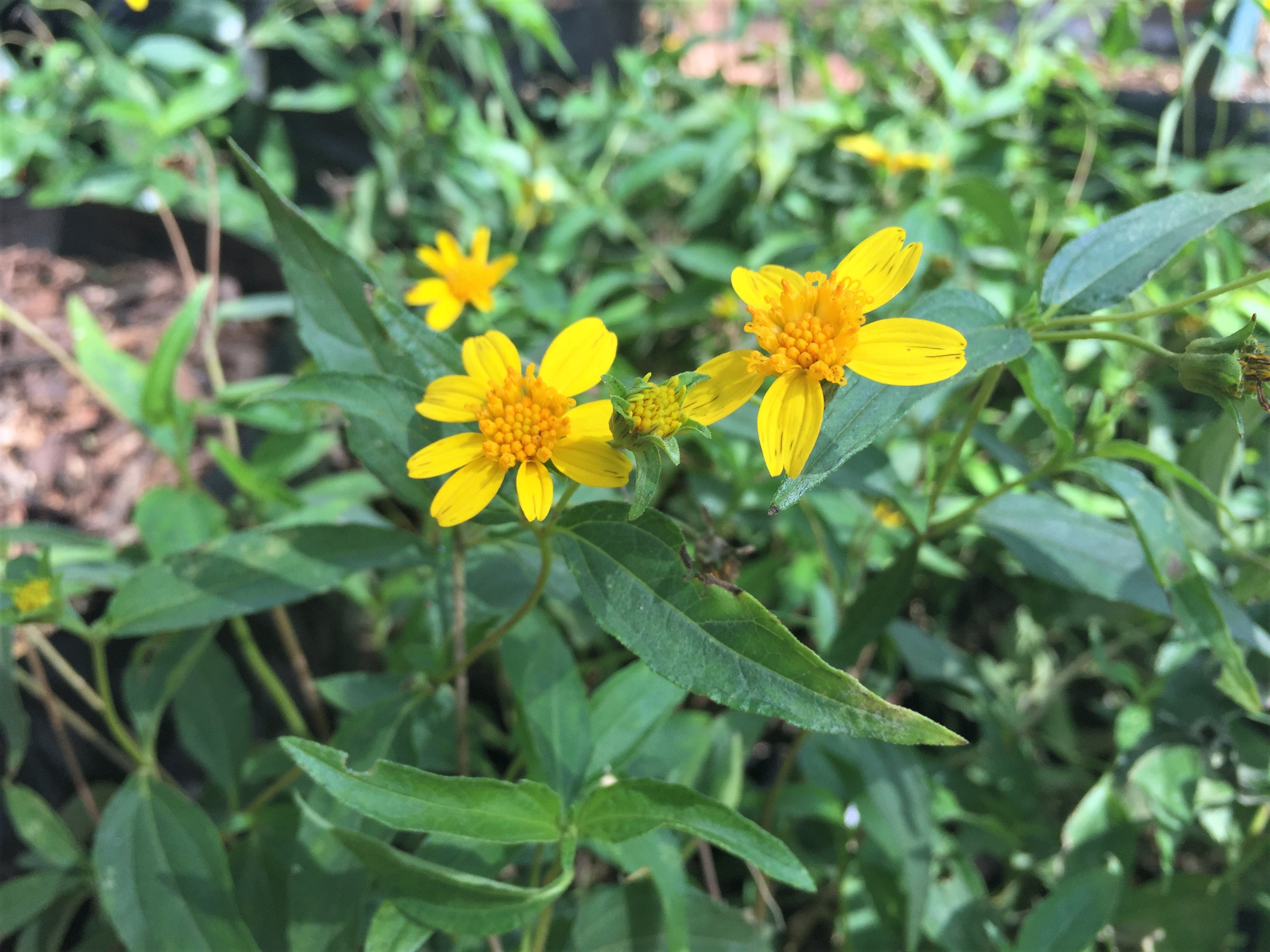 Aspilia mossambicensis Wild Sunflower