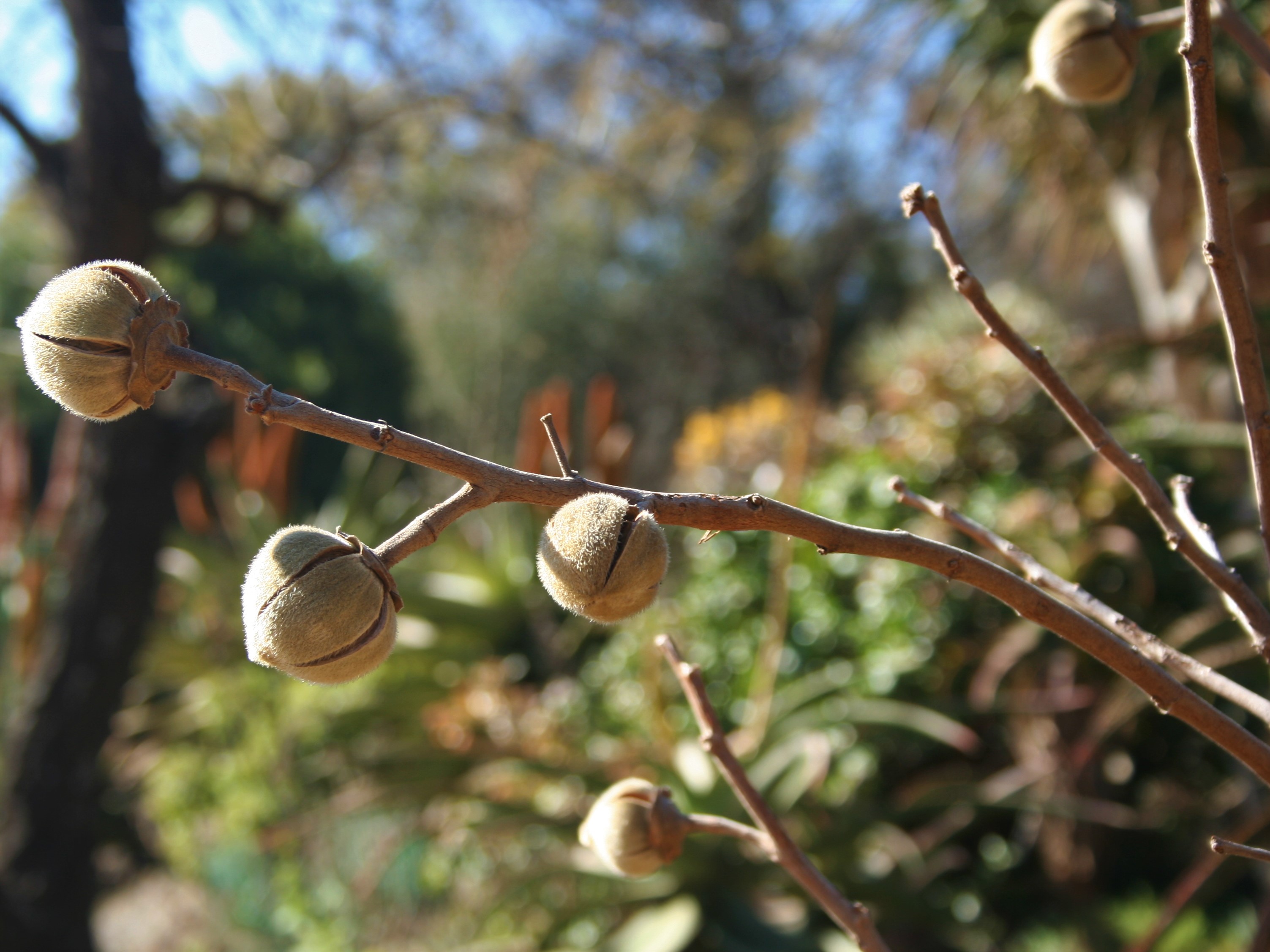 Azanza garckeana Azanza, quarters, Rhodesian tree-hibiscus, slime-apple ...