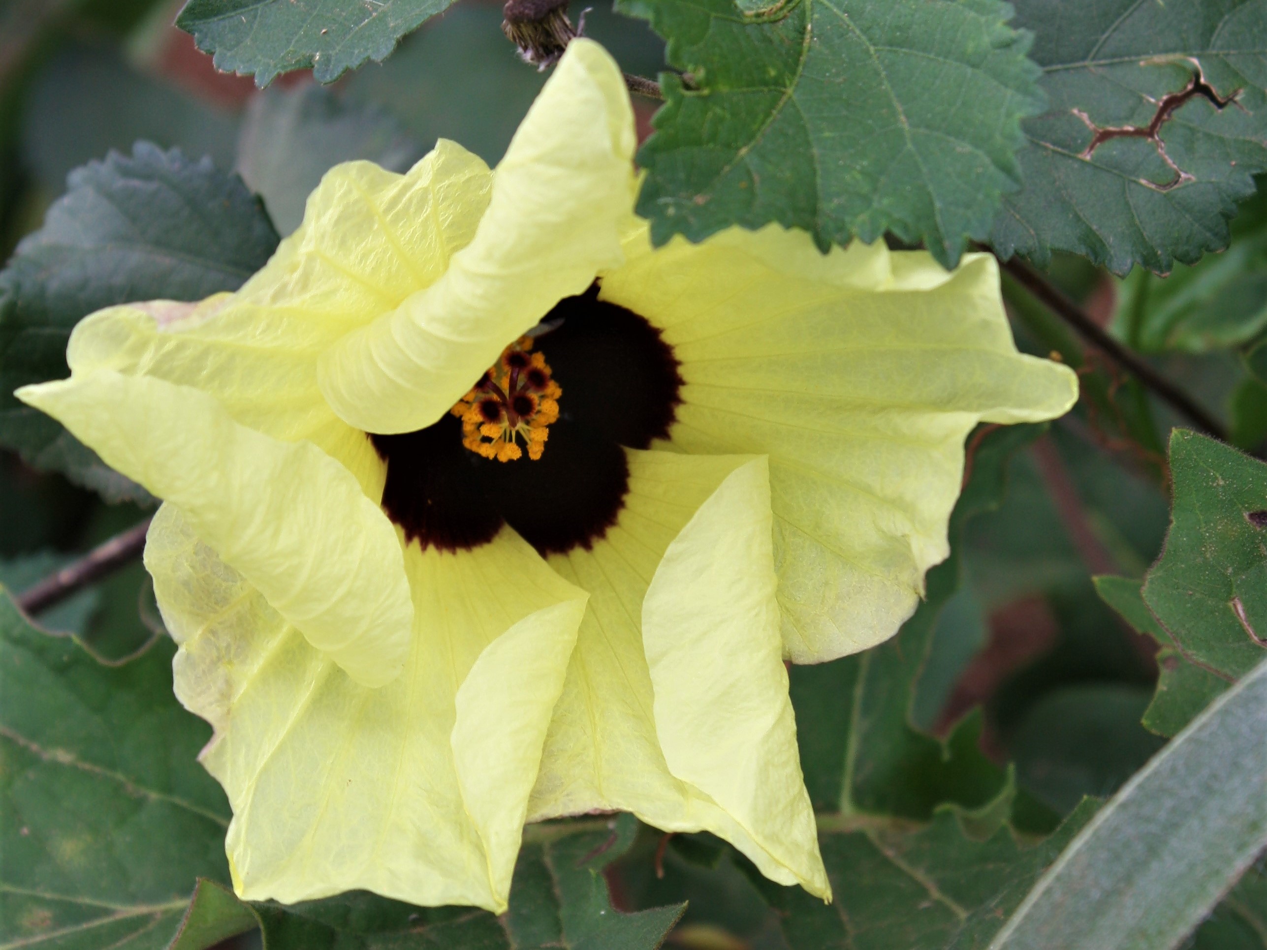 Azanza garckeana Azanza, quarters, Rhodesian tree-hibiscus, slime-apple ...