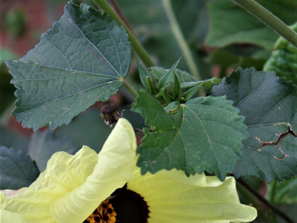 Azanza garckeana Azanza, quarters, Rhodesian tree-hibiscus, slime-apple ...