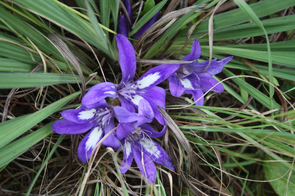 Babiana hypogea Bobbejaanuintjie Dwarf babiana