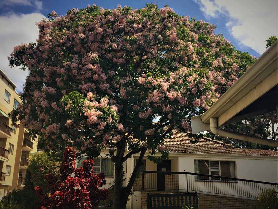 Calodendrum capense Kaapse kastaiing Cape Chestnut muvhaha umbhaba umbhaba