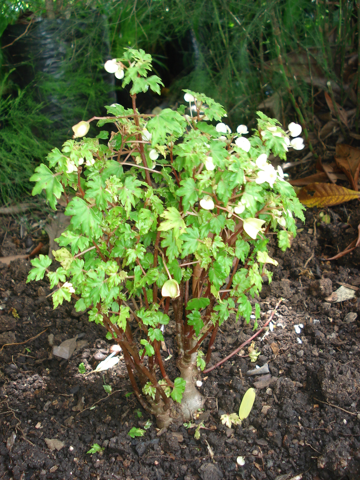 Begonia dregei Dwarf wild begonia, maple-leaved begonia, wild begonia ...