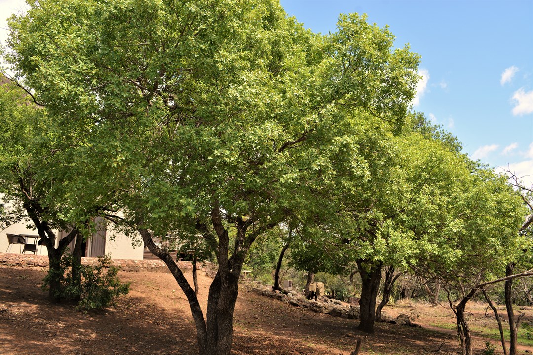 Berchemia zeyheri red ivorywood, purple ivory, pink ivory rooi-ivoor ...