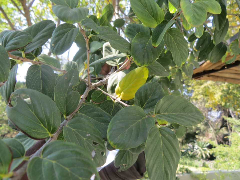 Berchemia zeyheri red ivorywood, purple ivory, pink ivory rooi-ivoor ...