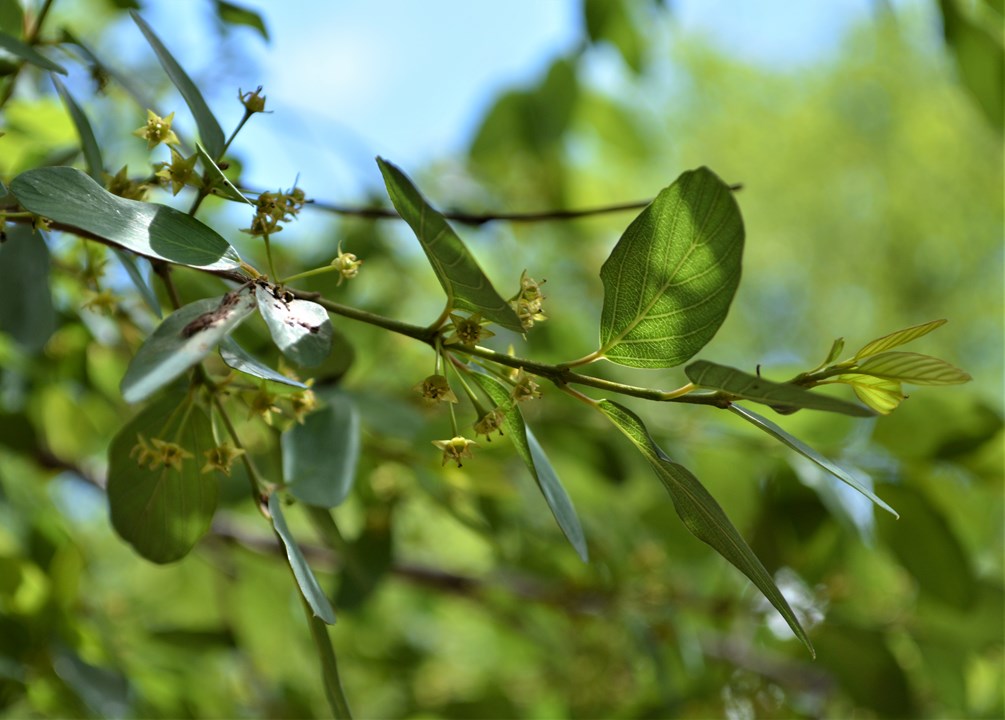 Berchemia zeyheri red ivorywood, purple ivory, pink ivory rooi-ivoor ...
