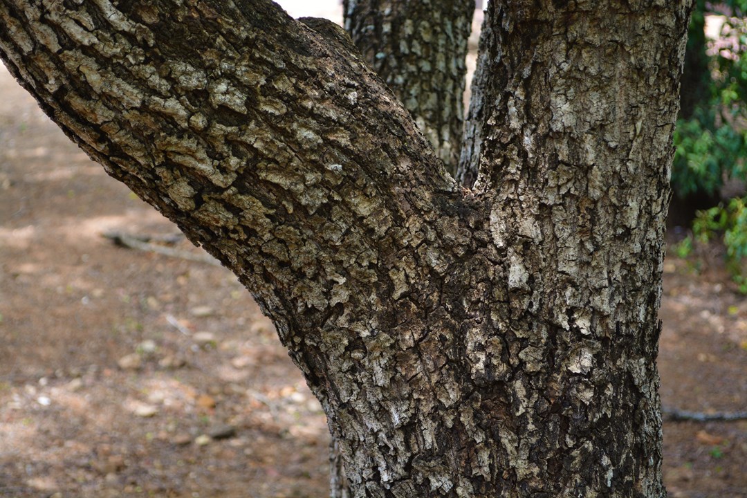 Berchemia zeyheri red ivorywood, purple ivory, pink ivory rooi-ivoor ...