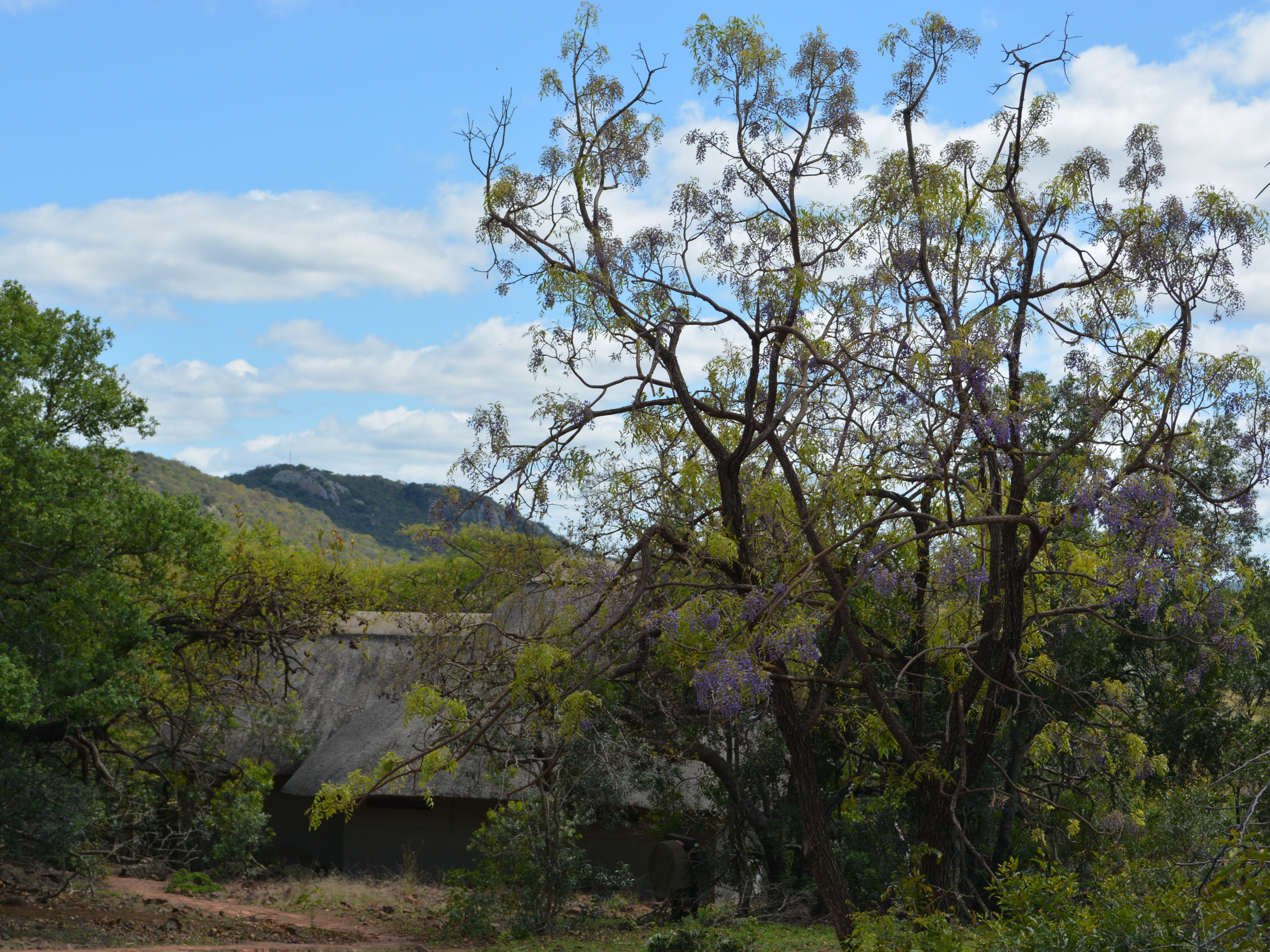Bolusanthus speciosus Tree Wisteria Vanwykshout Mukambana Motsokophala ...