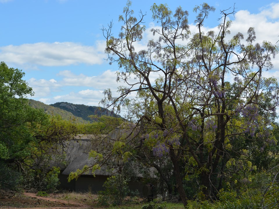 Bolusanthus speciosus Tree Wisteria Vanwykshout Mukambana Motsokophala ...
