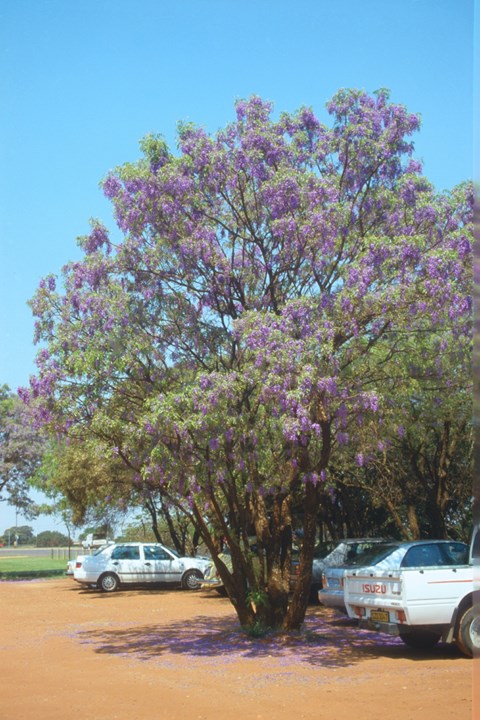 Bolusanthus speciosus Tree Wisteria Vanwykshout Mukambana Motsokophala ...